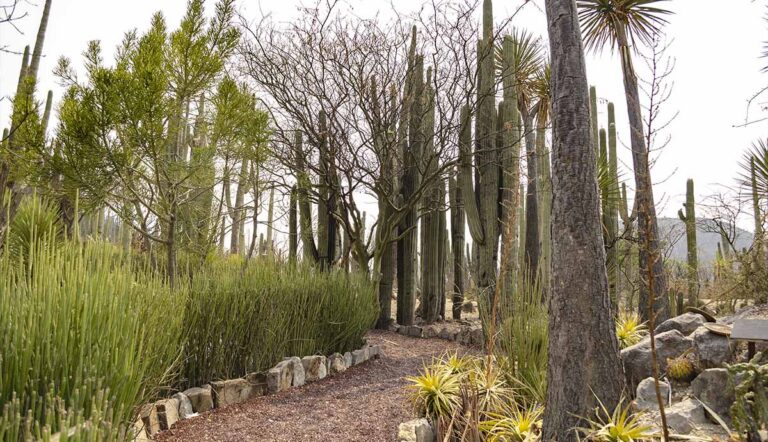 Jardín Botánico Helia Bravo Hollis - Revista Aventura Vertical.