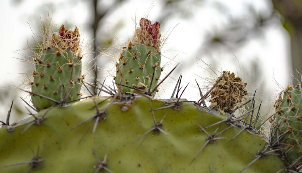 Jardín Botánico Helia Bravo Hollis - Revista Aventura Vertical.