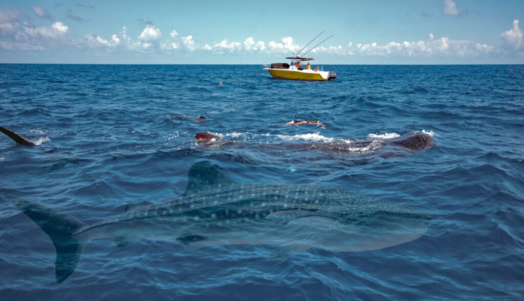 El pez más grande del mundo. | Revista de aventura y naturaleza.